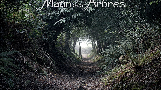 Matin des Arbres - Ulule